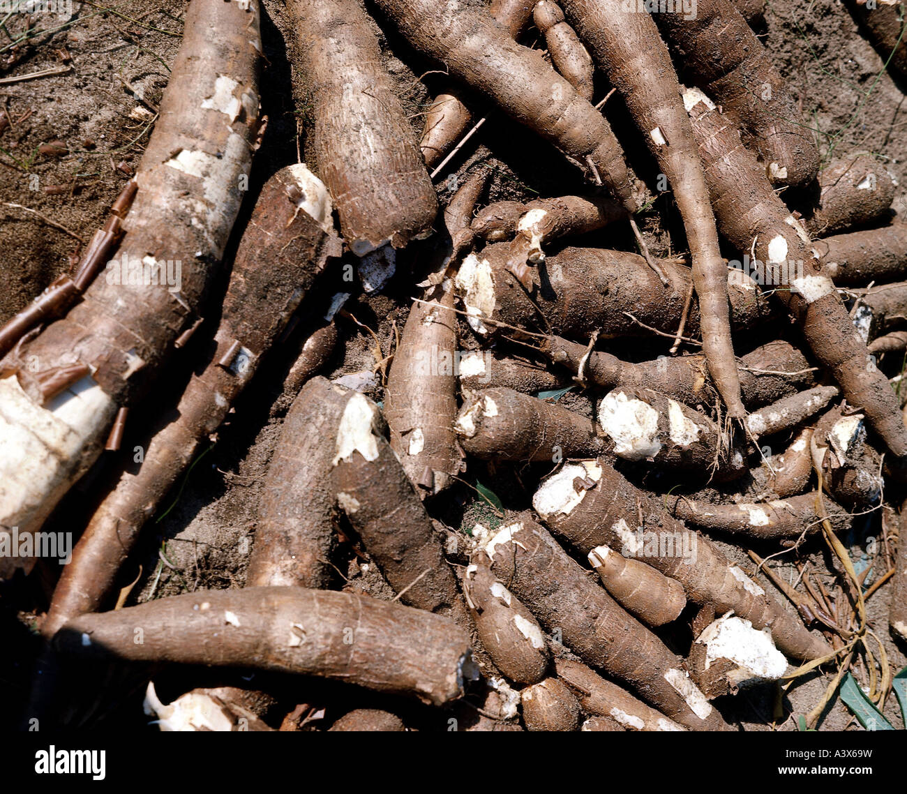 botany, cassava, (Manihot esculenta), roots, harvest, harvested, tubers ...