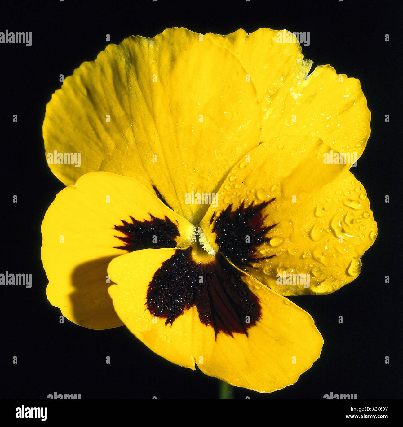 Viola species hi-res stock photography and images - Alamy