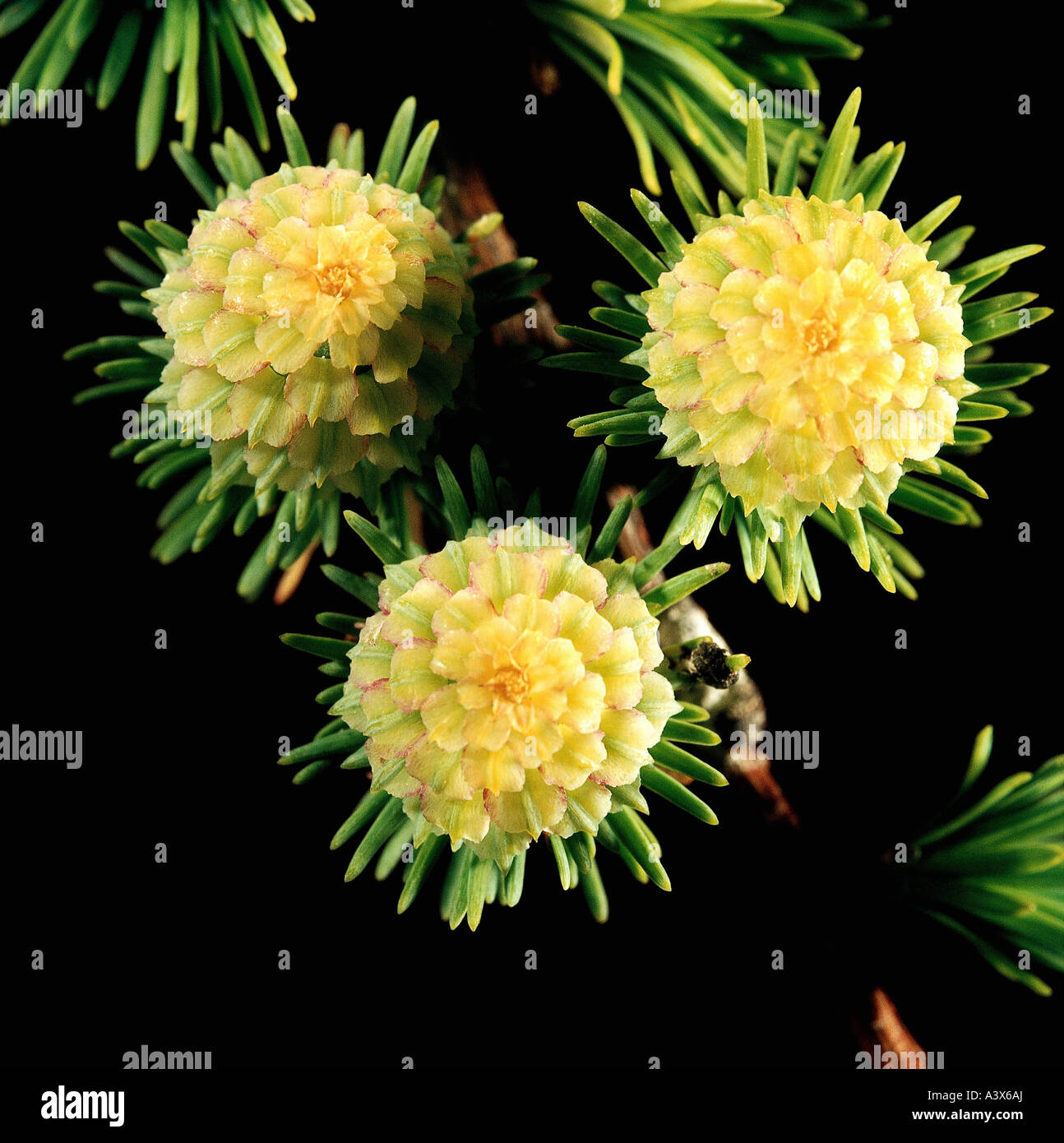 botany, Larch, (Larix), European Larch, cones and blossoms, studio shot ...