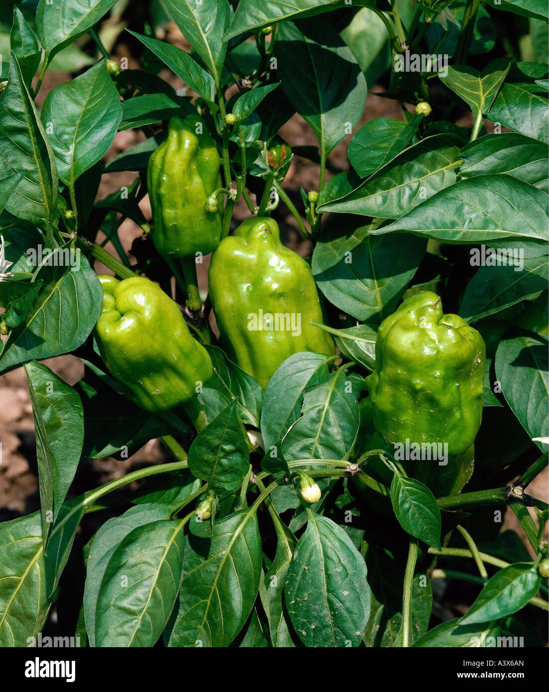 botany, green pepper, (Capsicum annuum), husk, at shoot, Asteridae ...