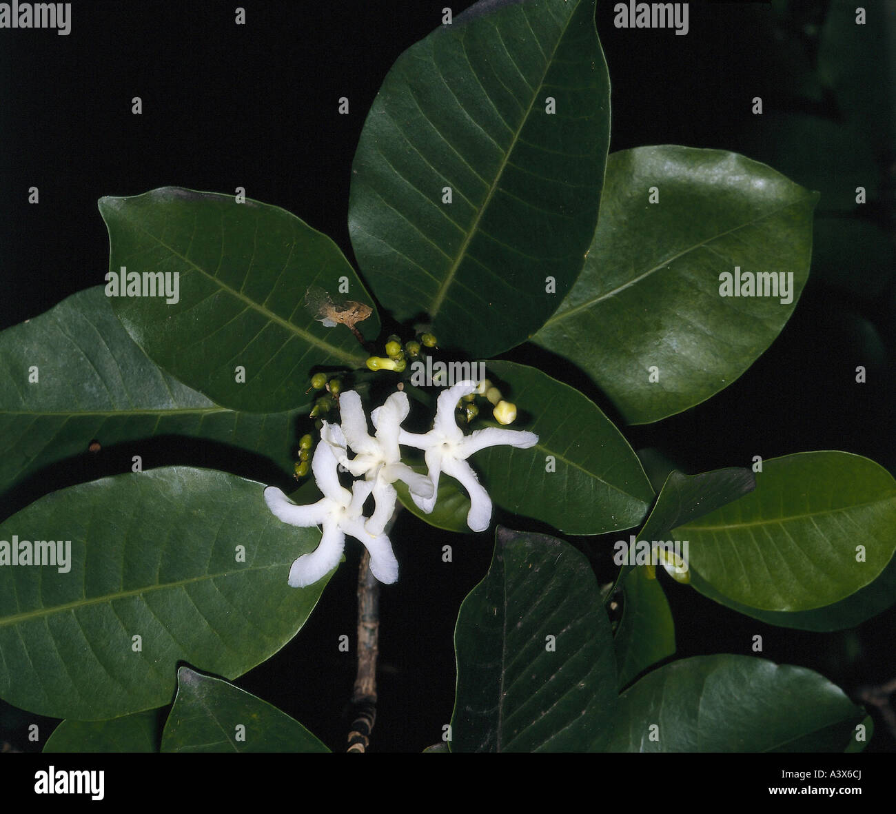 botany, Divi kaduru, (Pagiantha dichotoma), blossoms and leaves, leaf ...