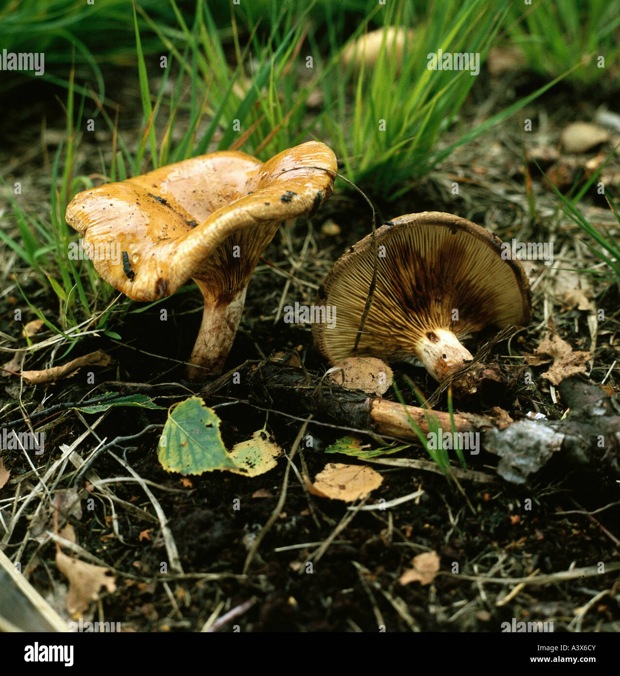 botany, fungi, Paxillaceae, (Paxillus), Poison Paxillus, (Paxillus ...