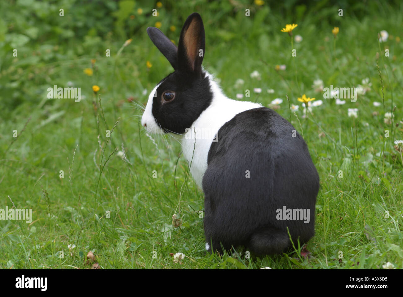 Black and white Dutch Rabbit on lawn ib back garden. British Isles ...