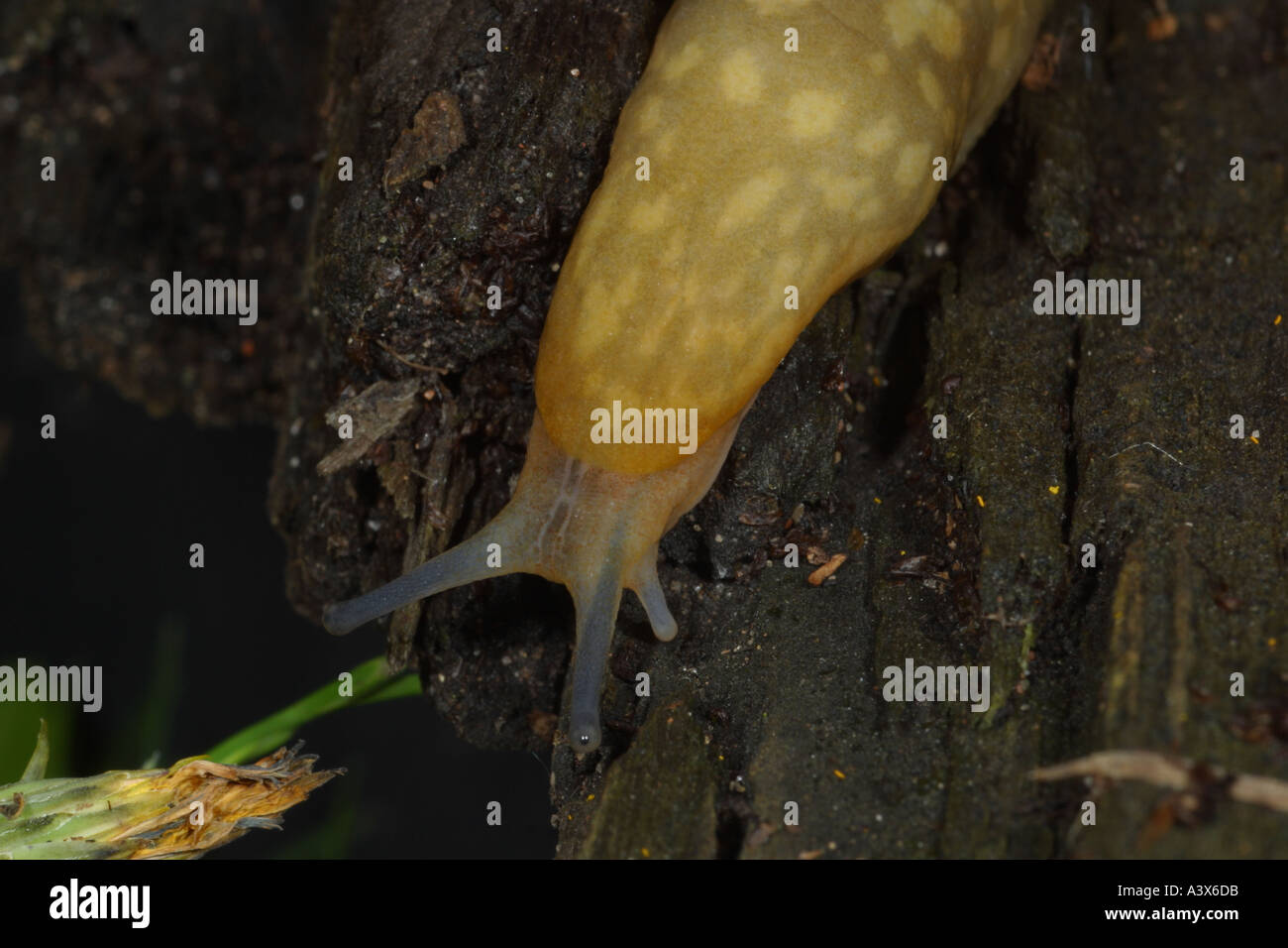 Slug slime uk hi-res stock photography and images - Alamy