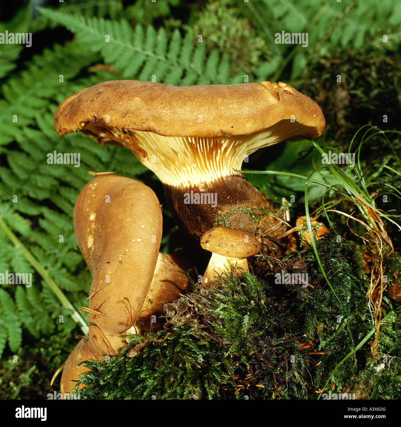 botany, fungi, Paxillaceae, (Paxillus), Velvet Paxillus, (Paxillus ...