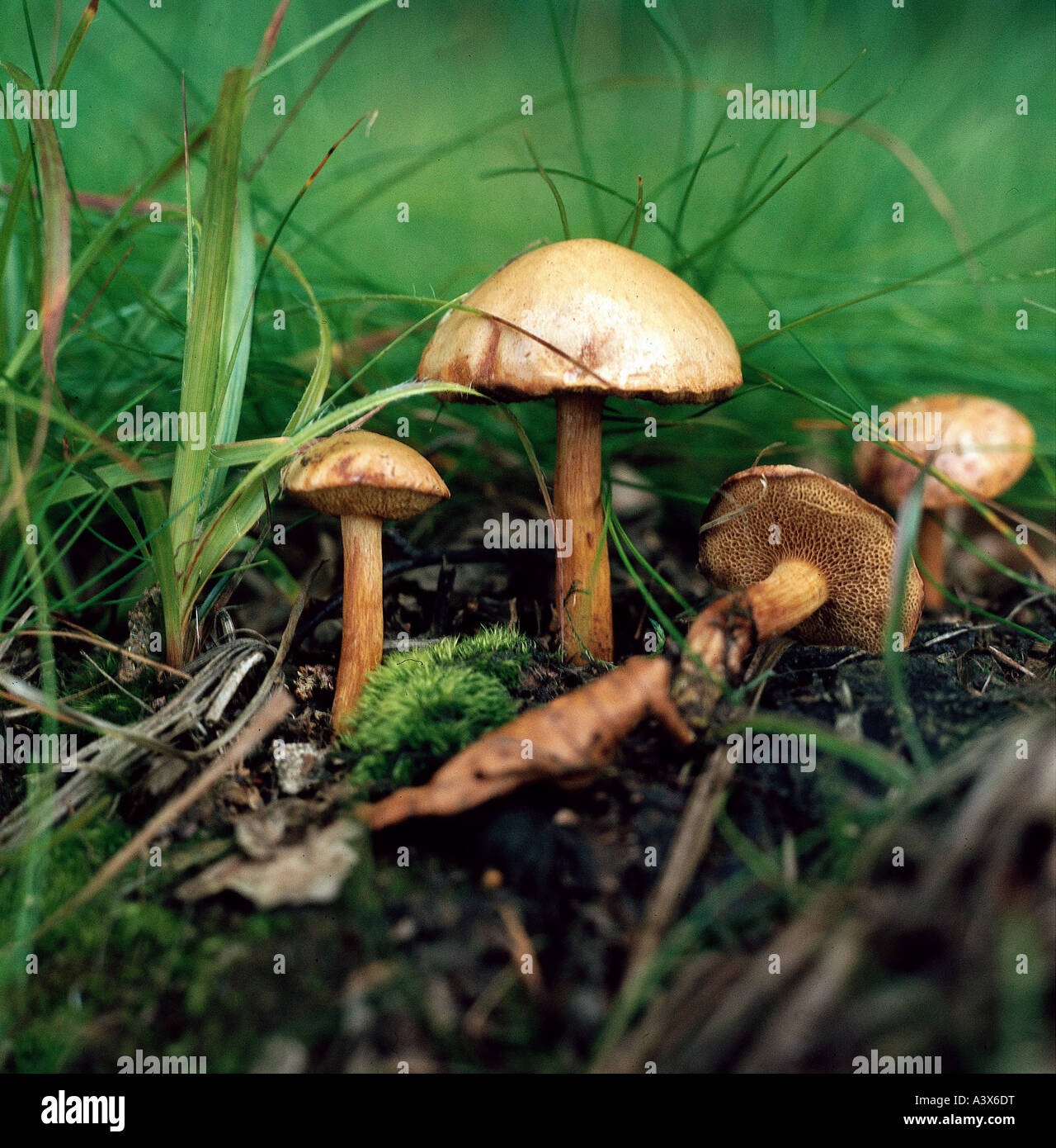 Four mushrooms on woodground hi-res stock photography and images - Alamy