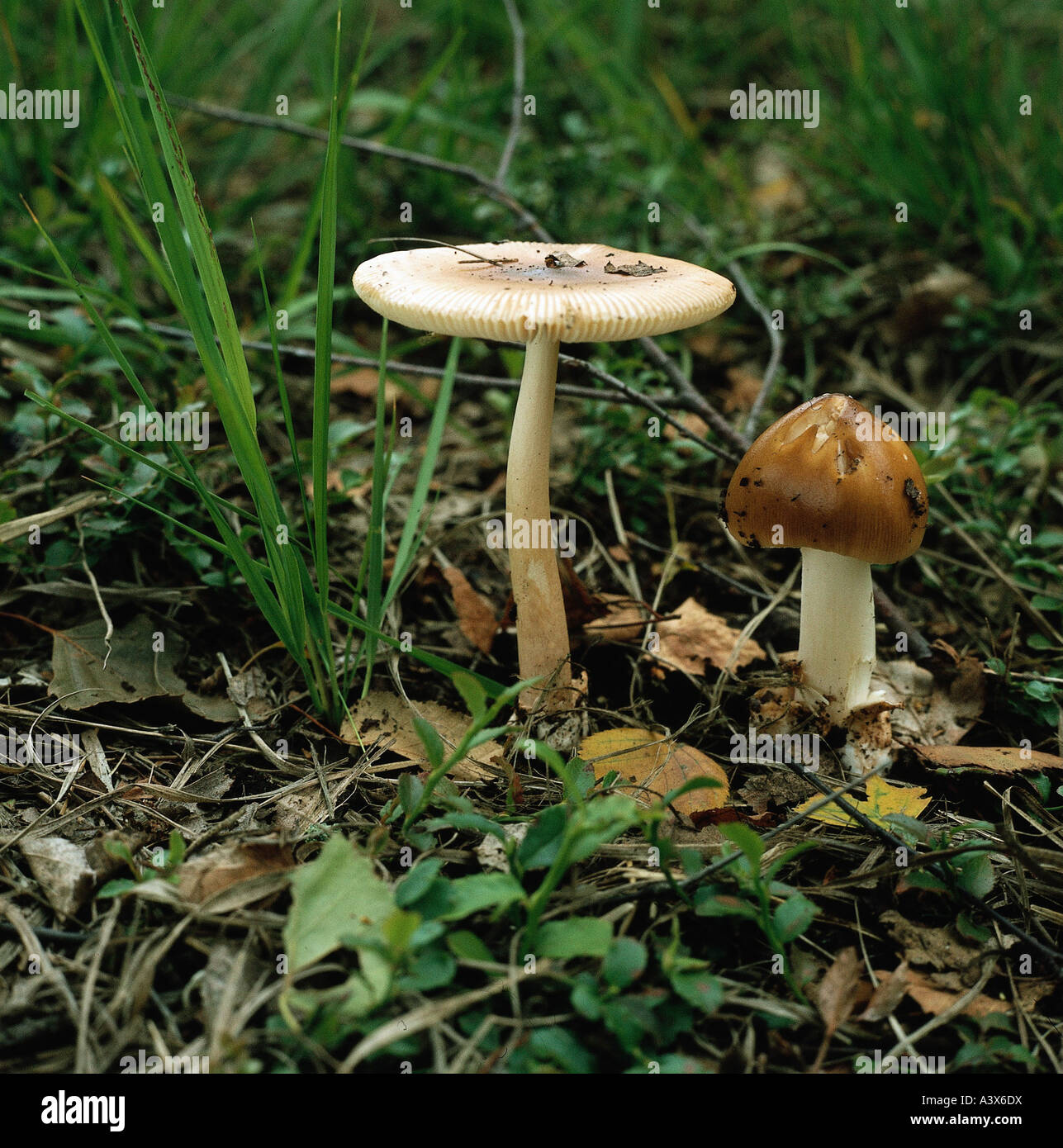Amanitopsis fulva hi-res stock photography and images - Alamy