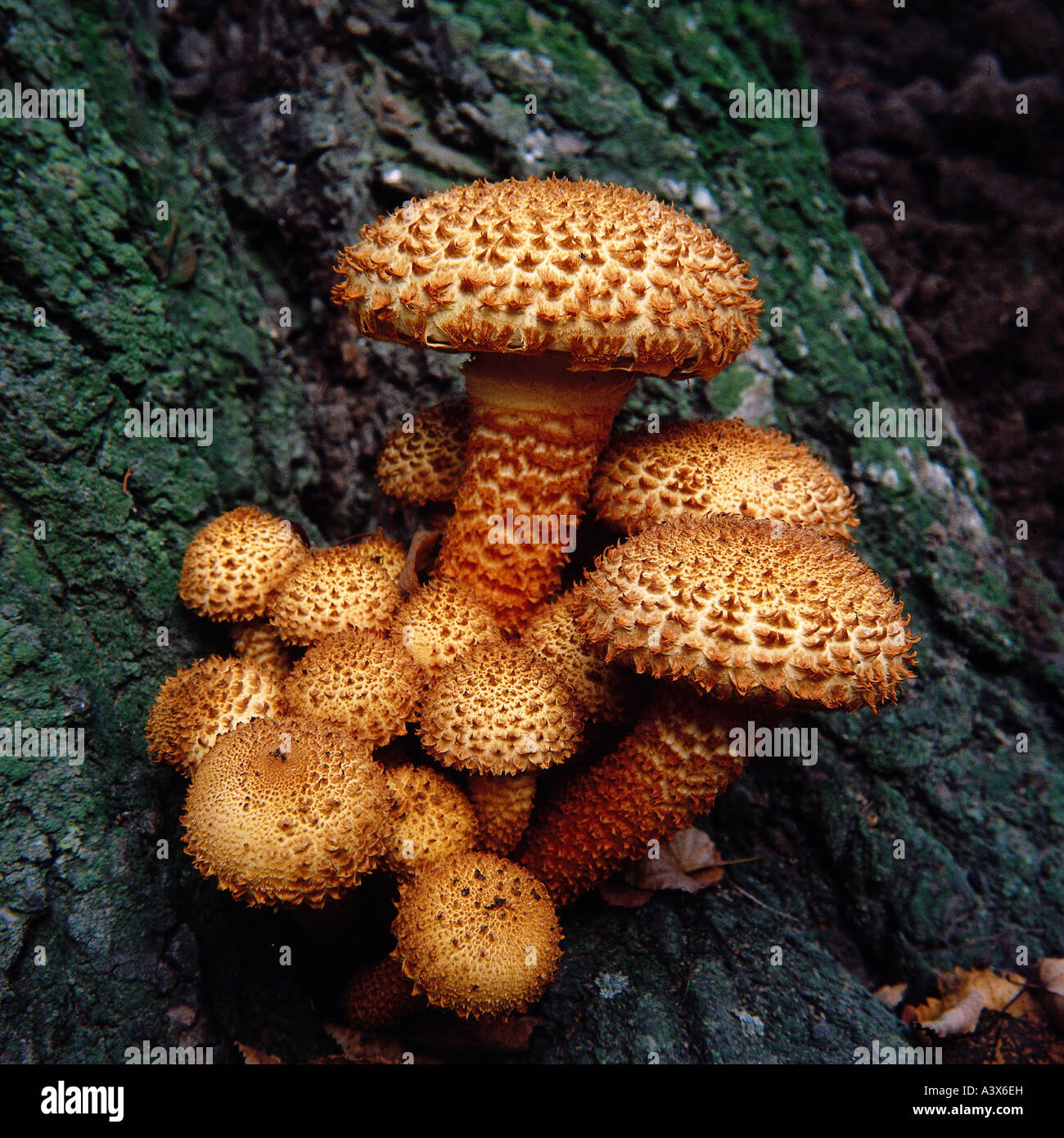 botany, fungi, Strophariaceae, (Pholiota), Shaggy Scalycap, (Pholiota ...