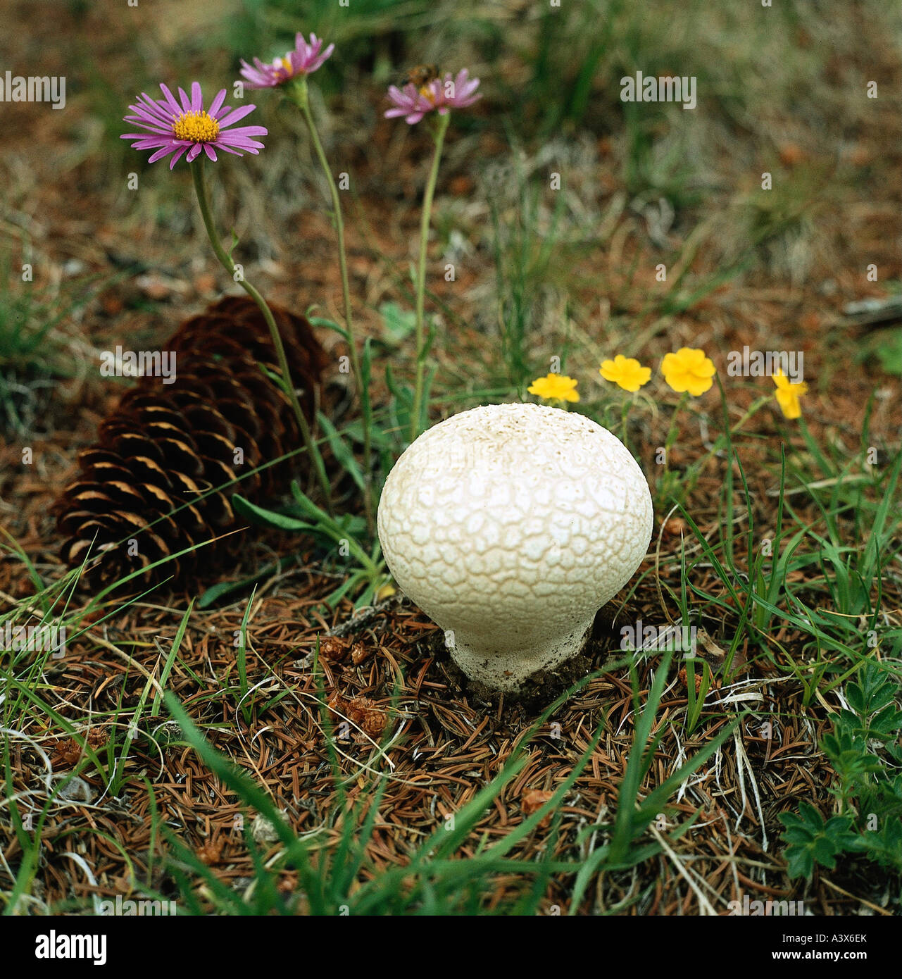 Calvatia utriformis hi-res stock photography and images - Alamy