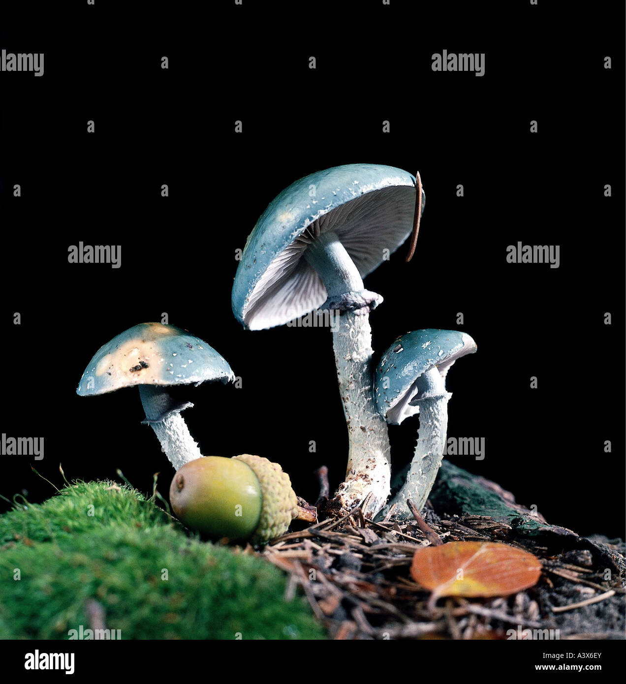 Three mushrooms between leaves hi-res stock photography and images - Alamy