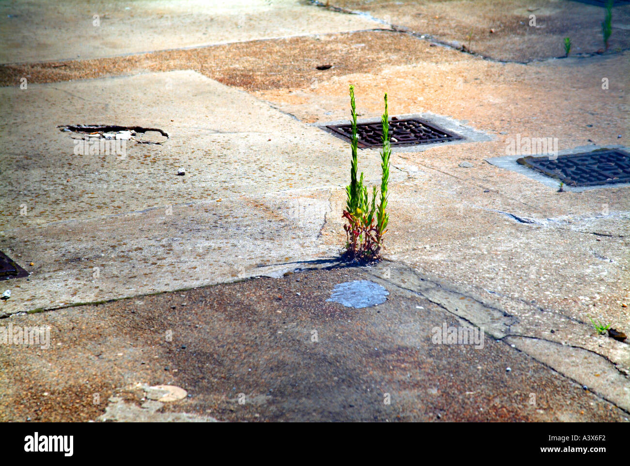 weed in vacant lot Stock Photo - Alamy