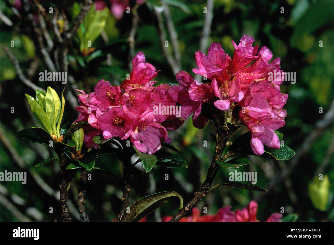 botany, Rhododendron, Hairy Alpen Rose, (Rhododendron hirsutum), pink ...