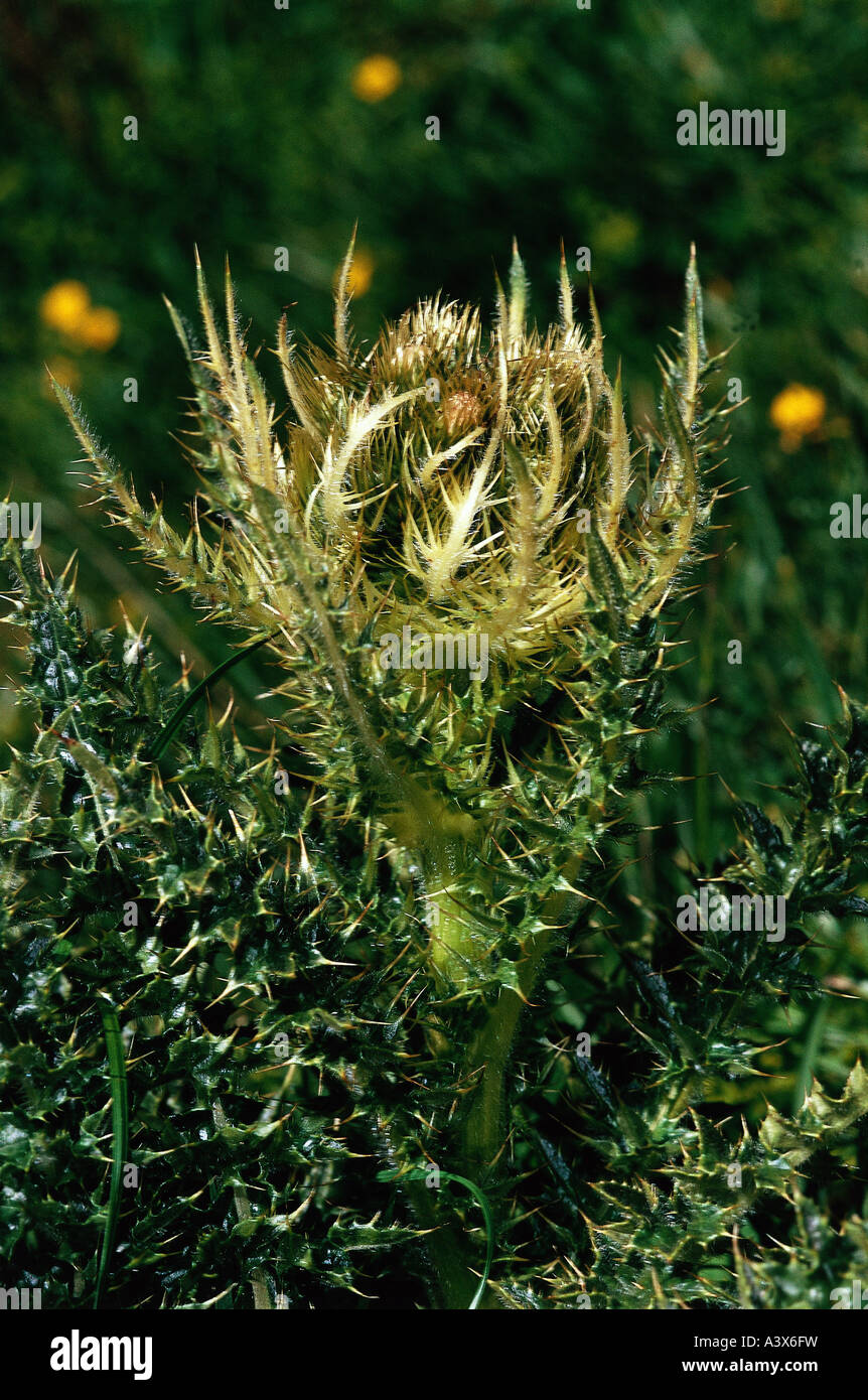 botany, thistle, Crisium spinosissimum, in meadow, composite plant ...