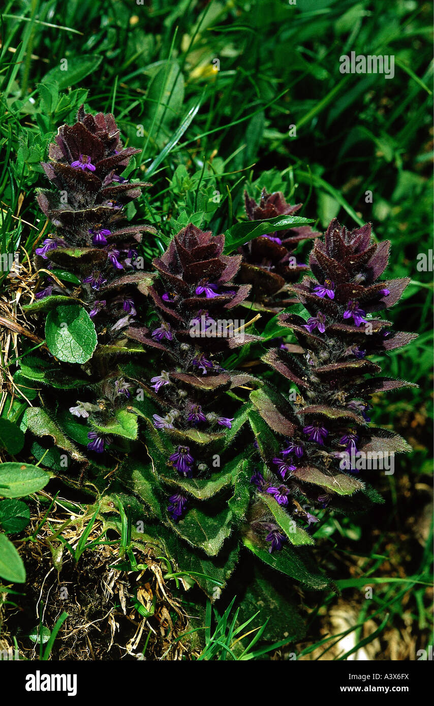 botany, Bugle, (Ajug), Pyramidal Bugle, (Ajug pyramidalis), lilac ...