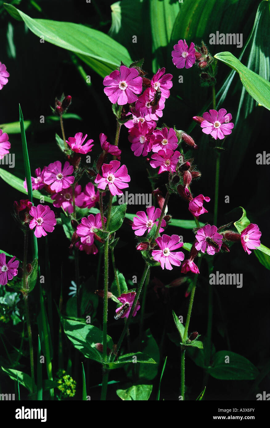 botany, Silene, (Melandrium), Red campion, (Melandrium rubrum ...
