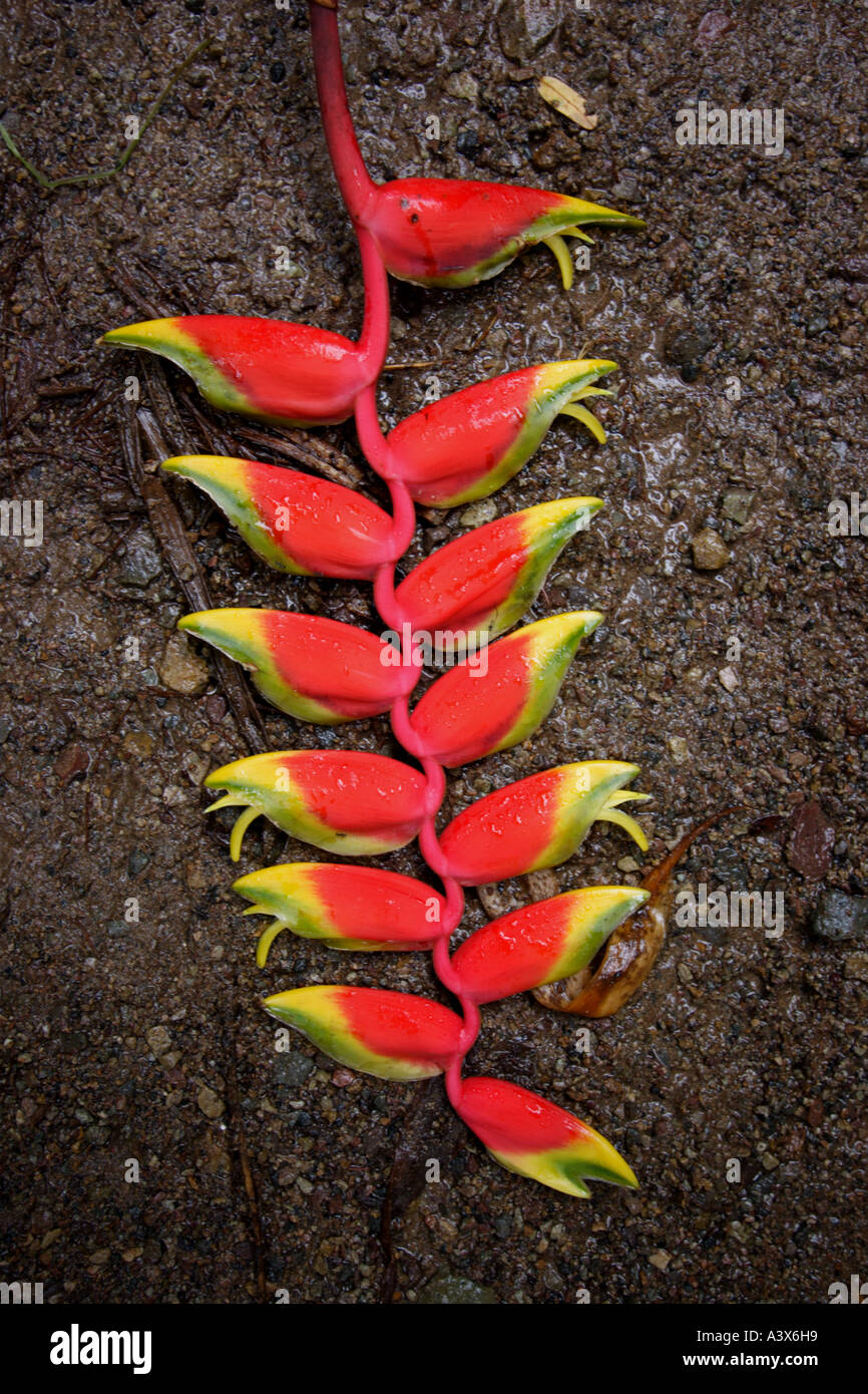 Heliconia heliconia jacquinii hi-res stock photography and images - Alamy