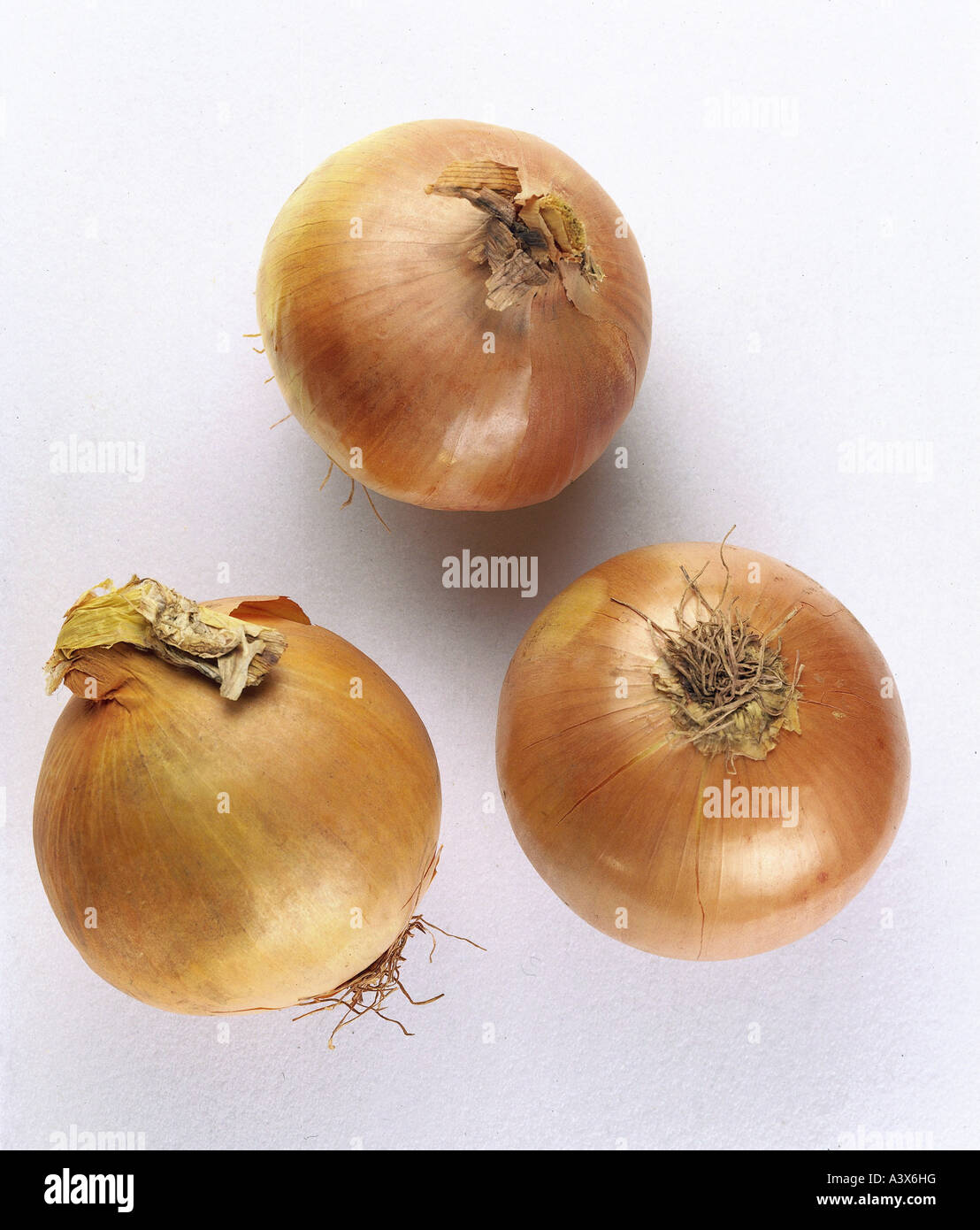 botany, leek, (Allium), Common Onion, (Allium cepa), studio shot, Brown ...