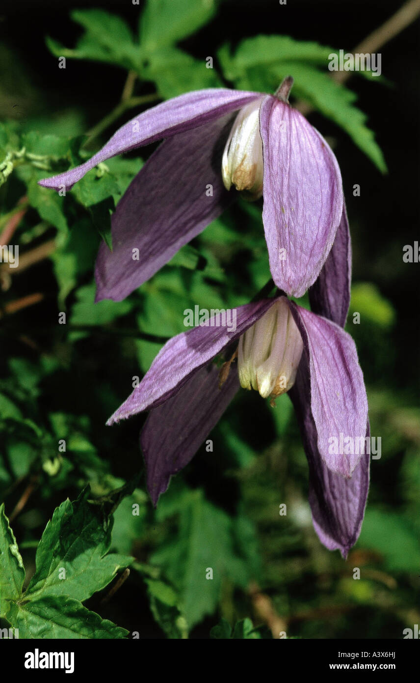 botany, Clematis, (Clematis), Alpine, (Clematis alpina), two blue ...