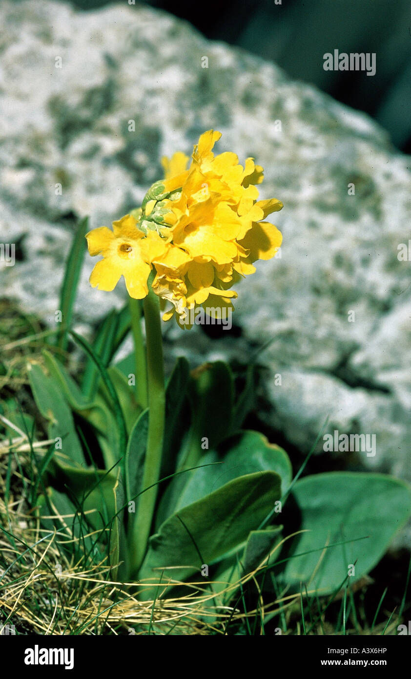 botany, primrose, (Primula), Auricula, (Primula auricula), yellow ...