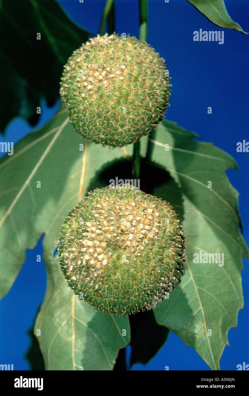 botany, Platanus, London Plane, (Platanus acerifolia), two fruits ...