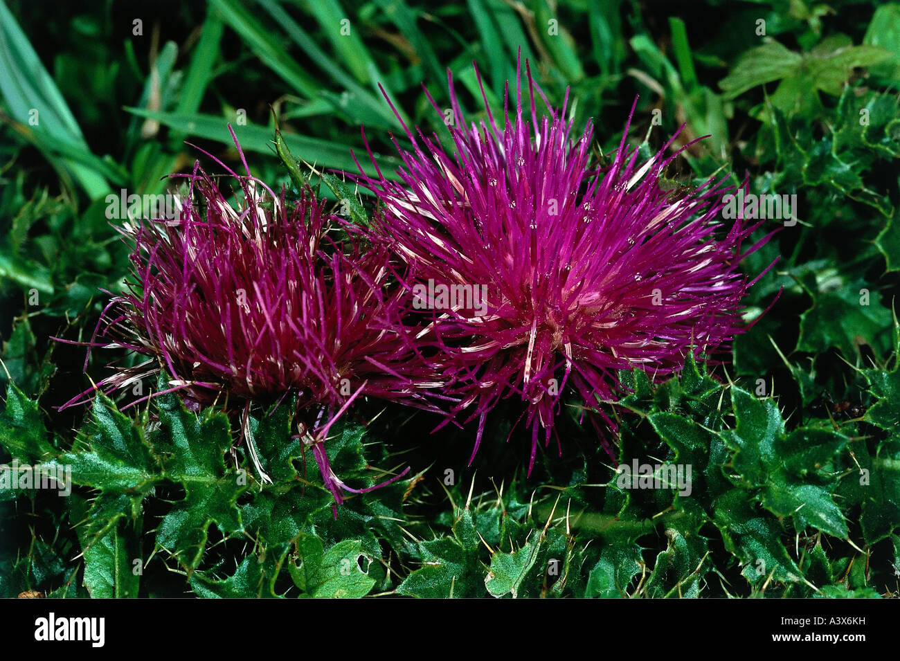 botany, thistle, (Cirsium), Stemless Thistle, (Cirsium acaule ...