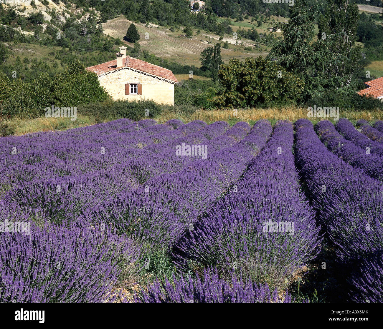 botany, Common Lavender, (Lavendula angustifolia), lavender field ...