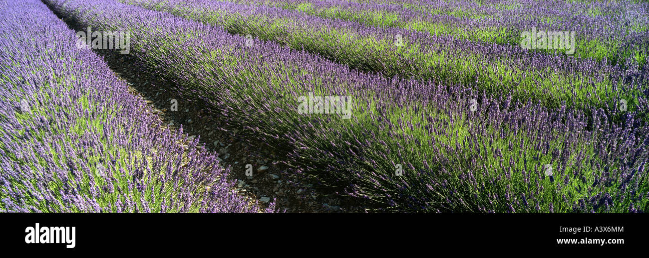 botany, Common Lavender, (Lavendula angustifolia), lavender field ...