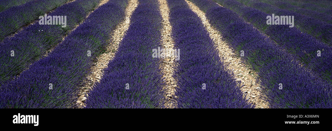 botany, Common Lavender, (Lavendula angustifolia), lavender field ...