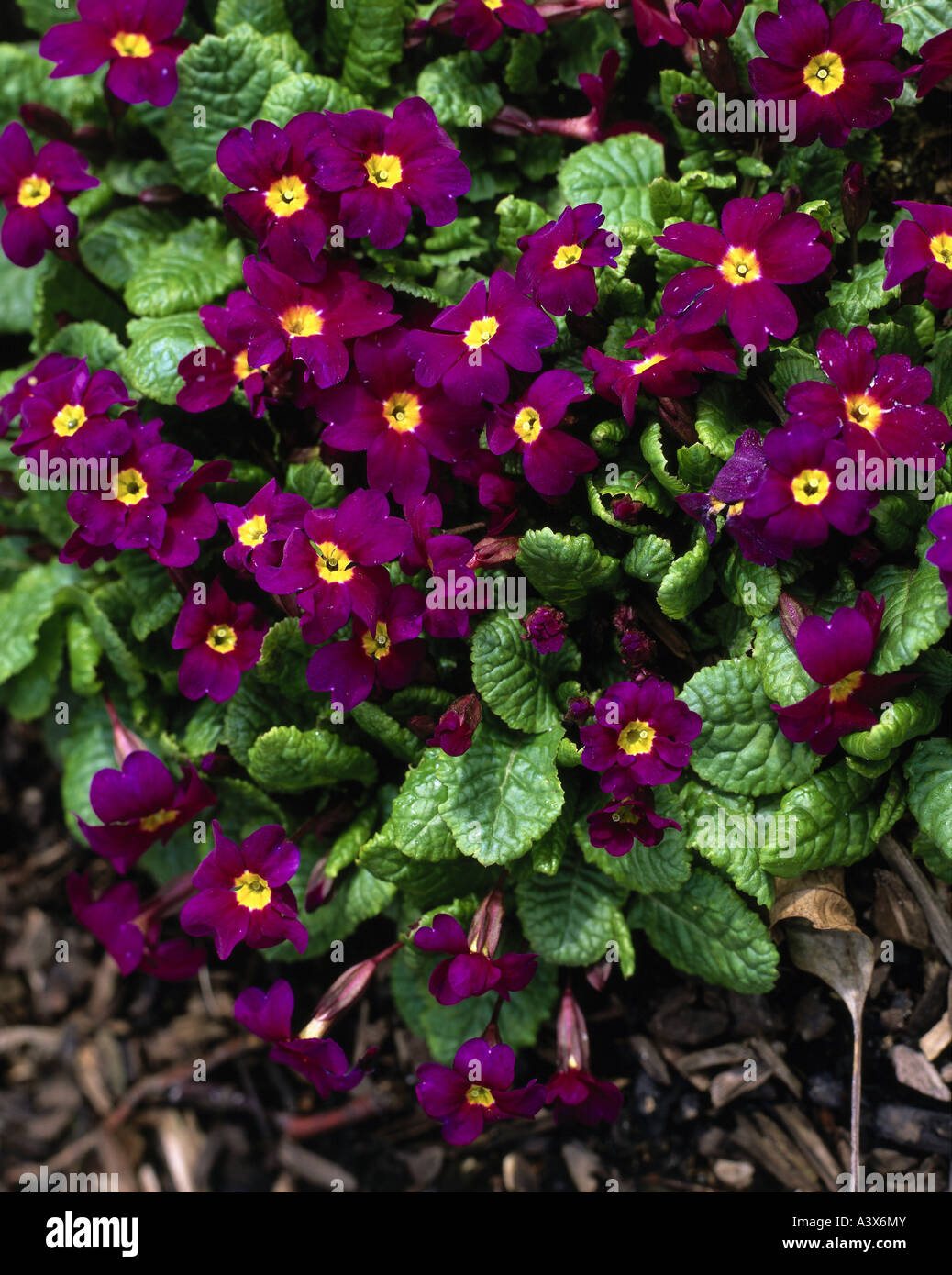 "botany, Primula, "Primula Juliana" (Primula X Juliae), several flowers ...