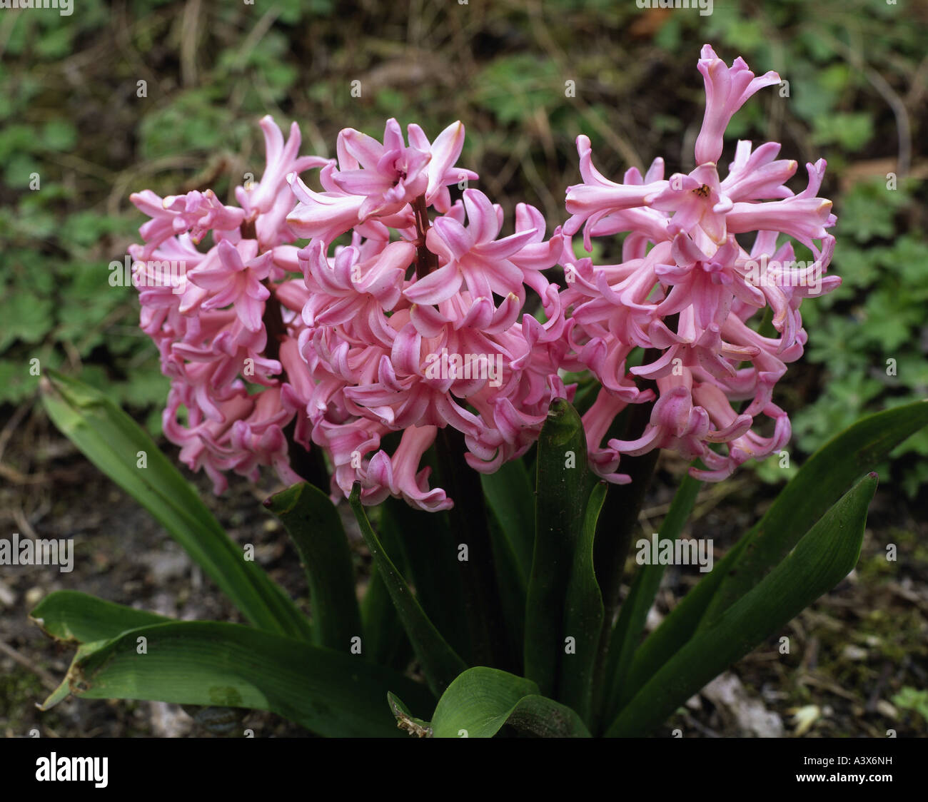 "botany, Hyacinthus, "Garden Hyacinth" (Hyacinthus orientalis), several ...
