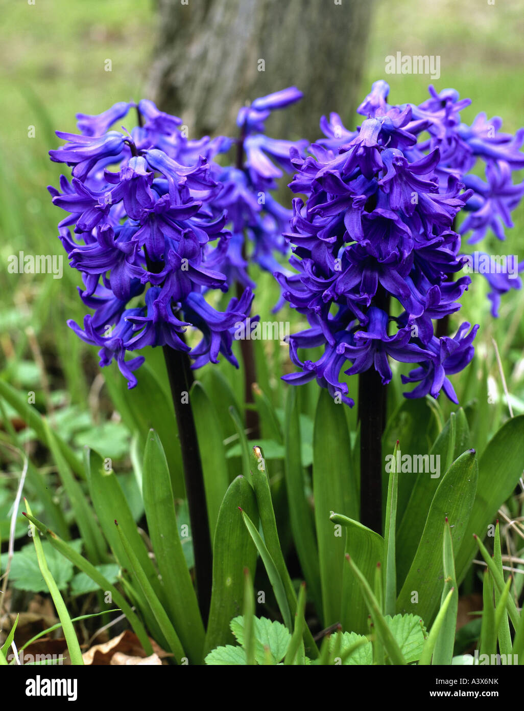 "botany, Hyacinthus, "Garden Hyacinth" (Hyacinthus orientalis), several ...