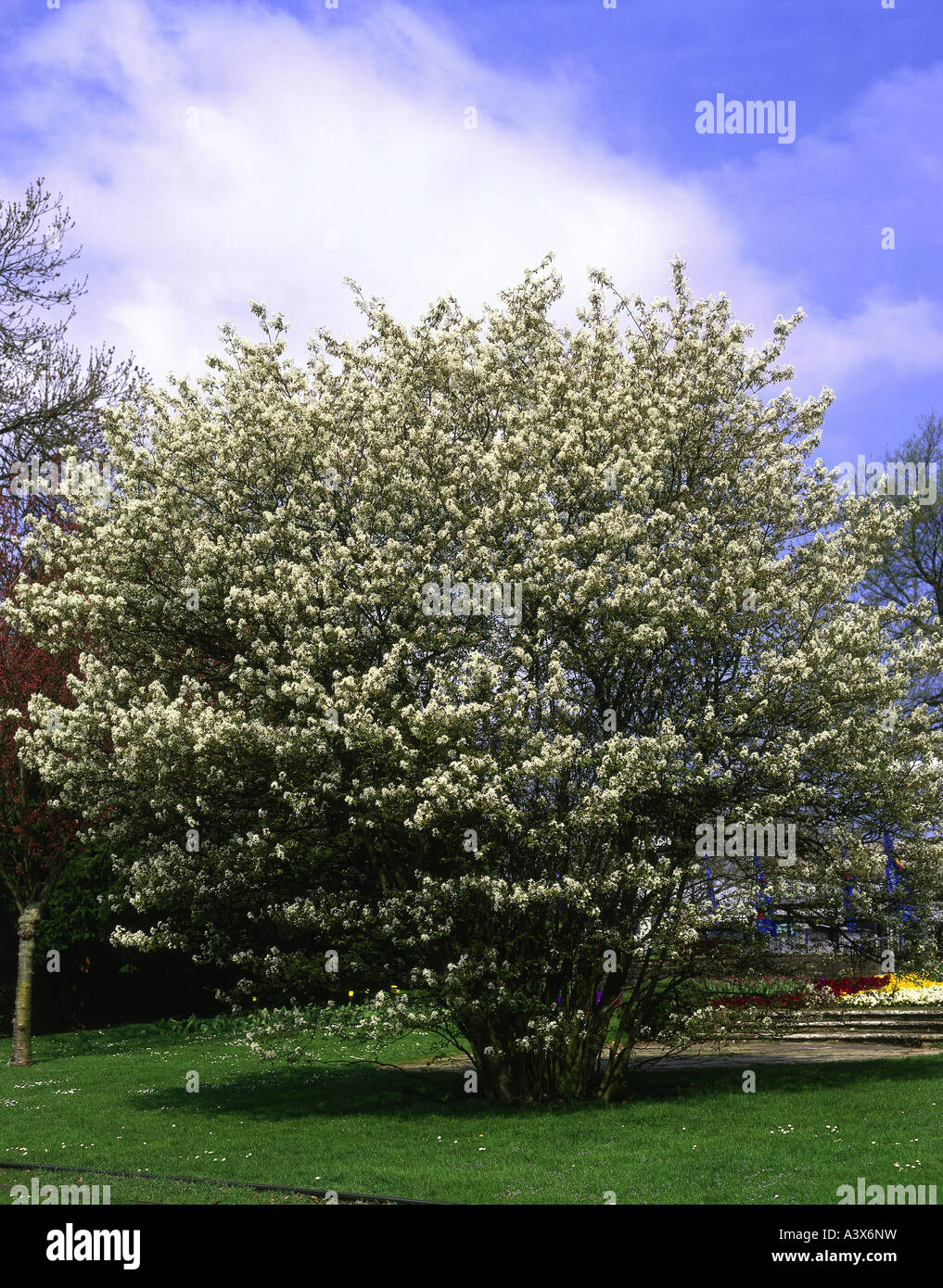 "botany, Amelanchier, "Amelanchier lamarckii", flowering shrub, flower ...