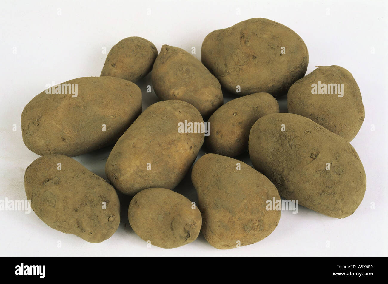 "botany, "Potato" (Solanum tuberosum), sort Cilena, several potato ...