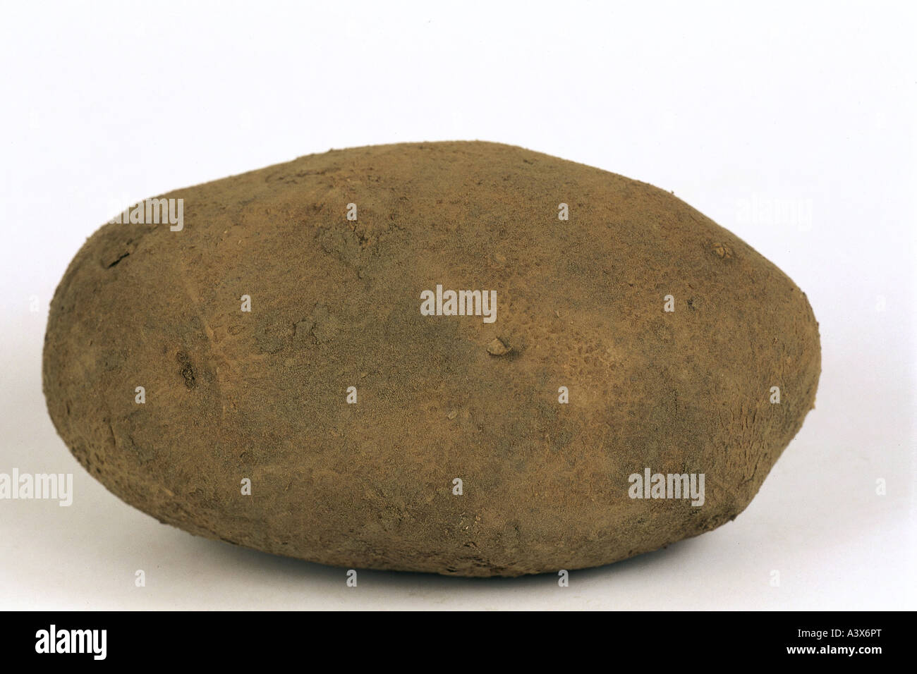 "botany, "Potato" (Solanum tuberosum), sort Cilena, potato tuber ...