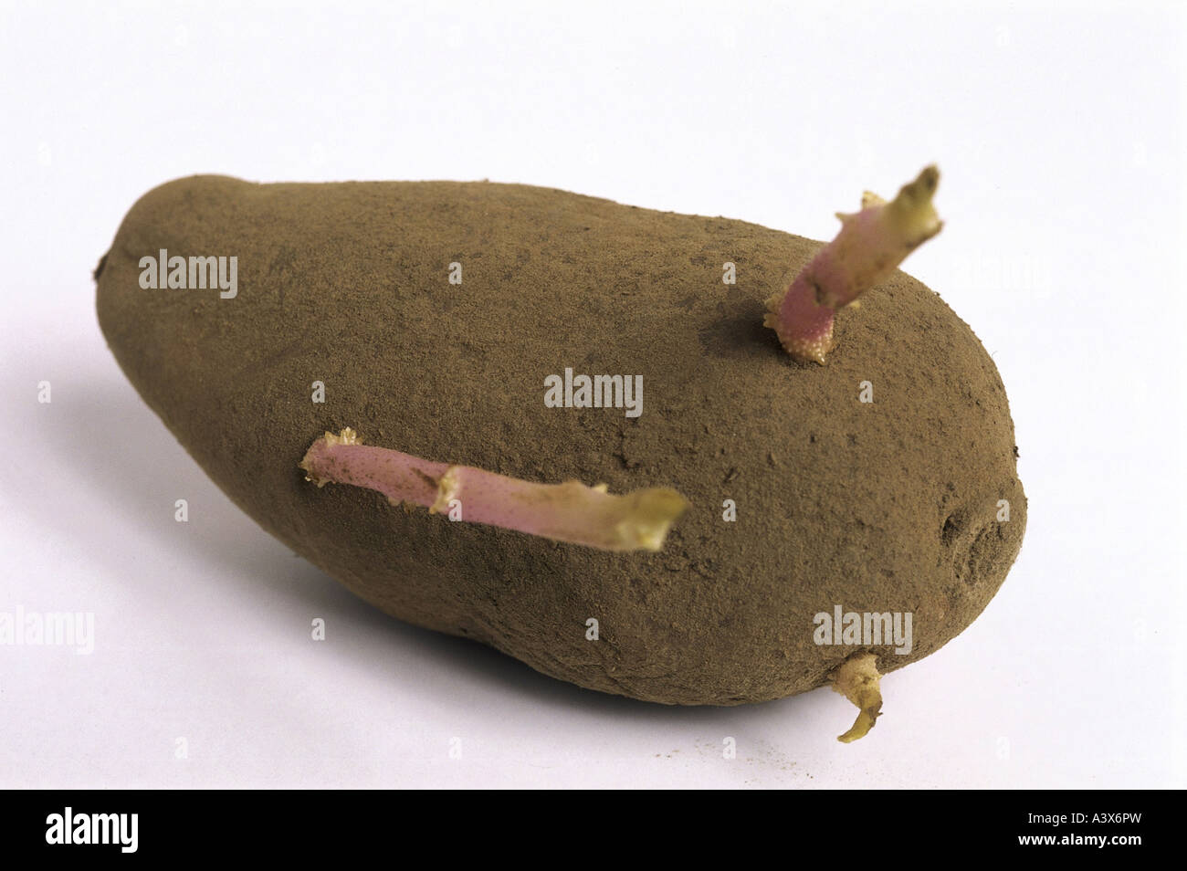 "botany, "Potato" (Solanum tuberosum), sort Cilena, potato tuber with ...