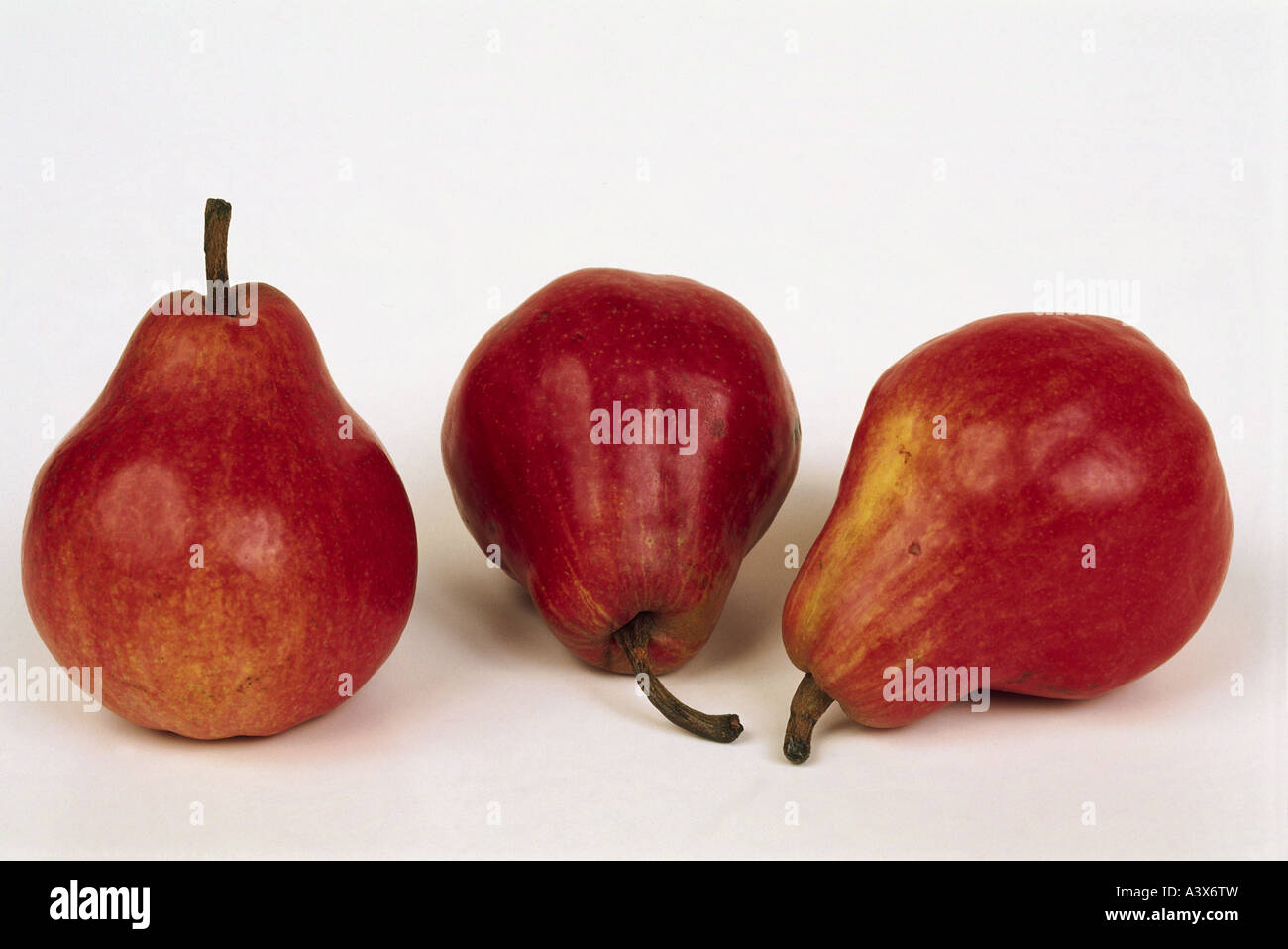 "botany, Pyrus, "pear" (Pyrus communis), species: Red Bartlett, three ...