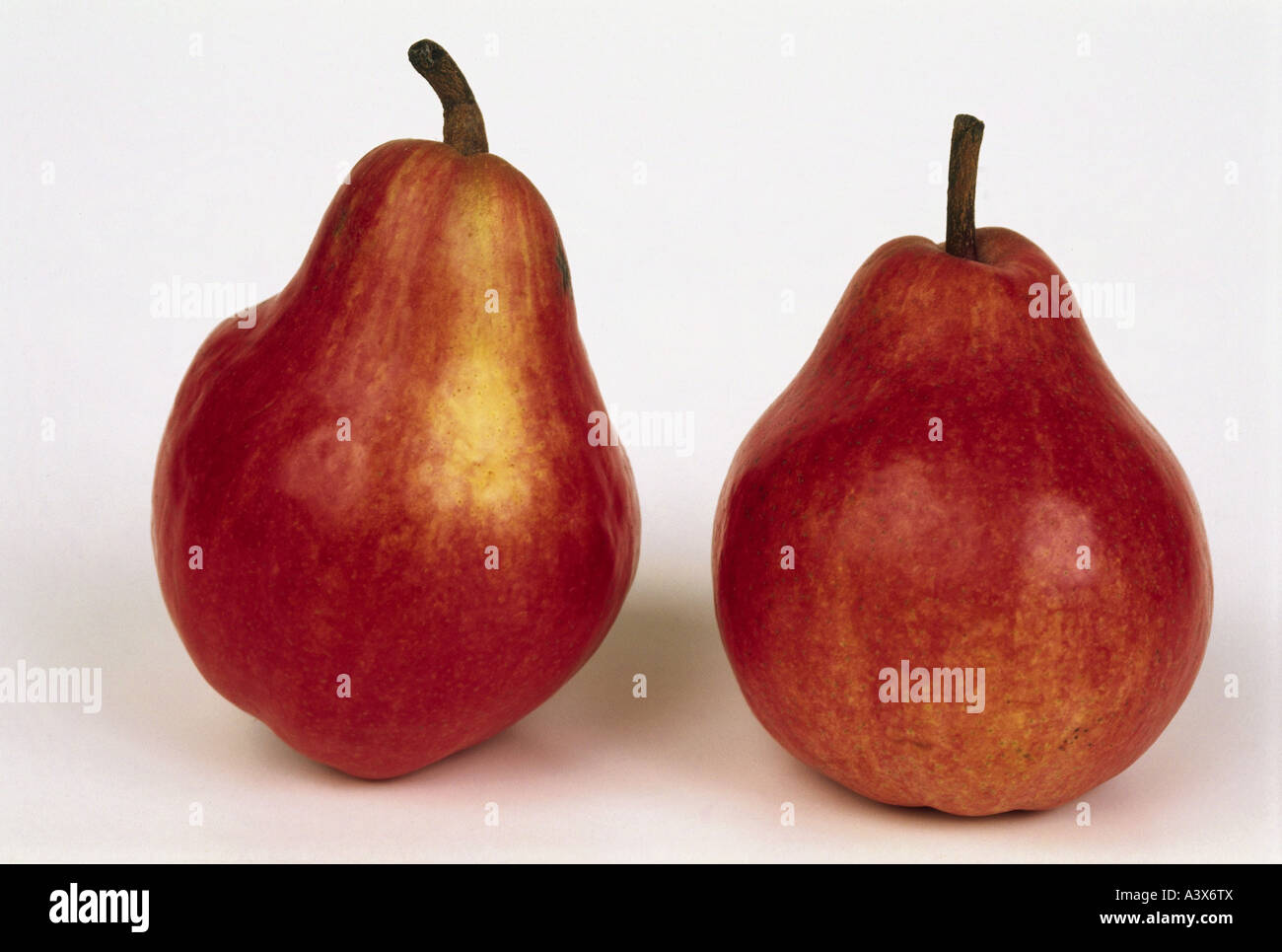 "botany, Pyrus, "pear" (Pyrus communis), species: Red Bartlett, two ...