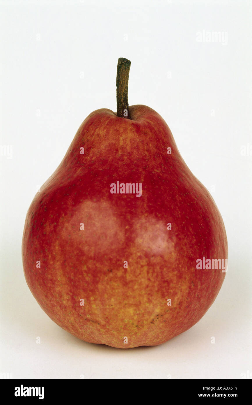 "botany, Pyrus, "pear" (Pyrus communis), species: Red Bartlett, fruit ...