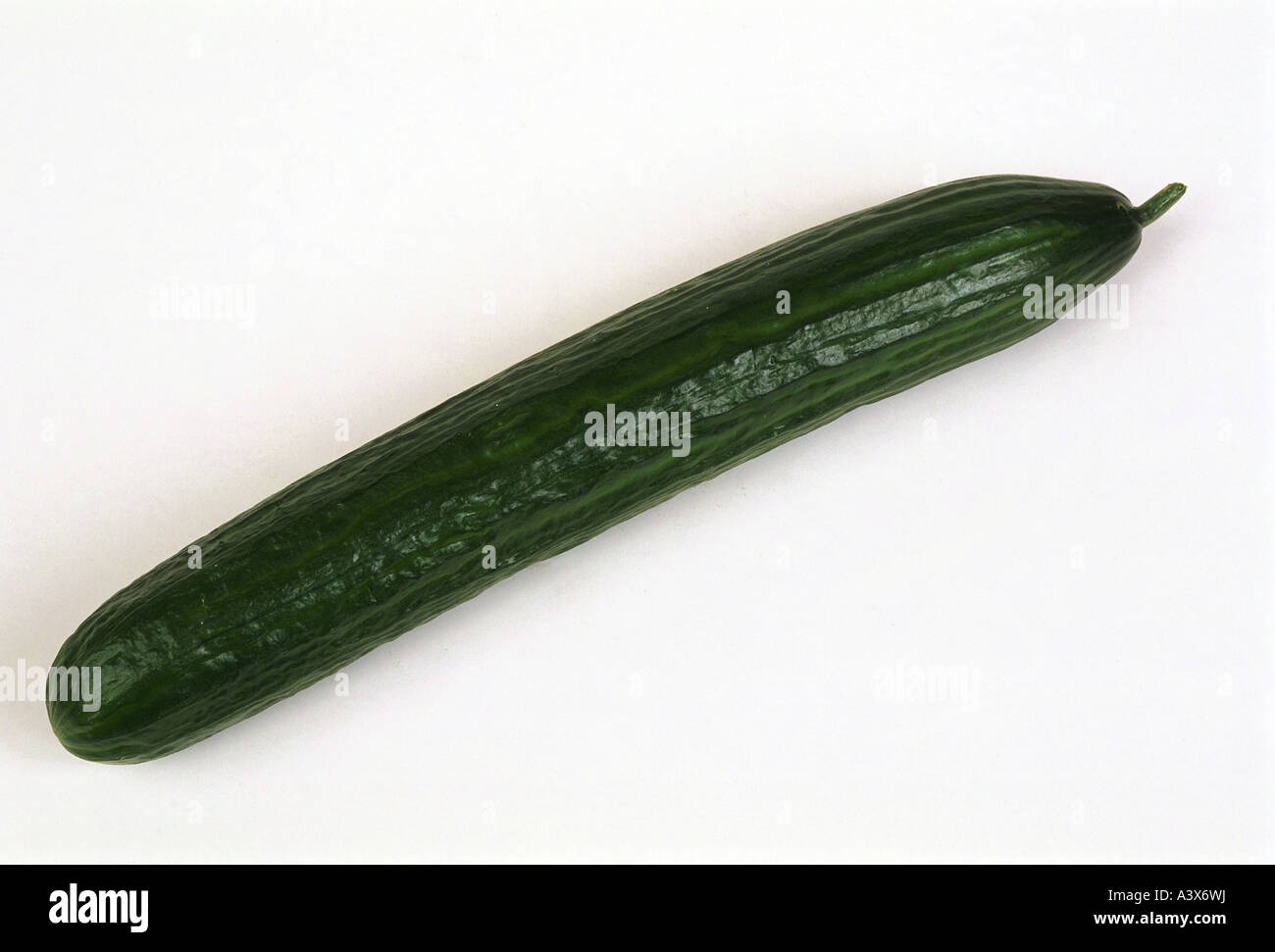 "botany, Cucumis, "cucumber" (Cucumis sativus), vegetable, vegetables ...