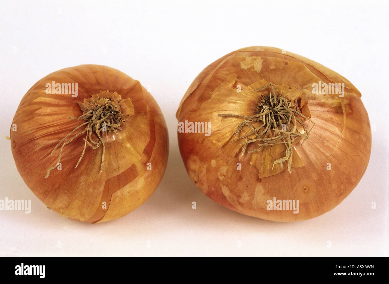 "botany, "Onion" (Allium cepa), two onions, vegetable, vegetables, bulb ...