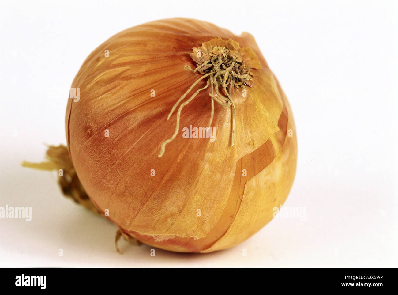 "botany, Allium, "Onion" (Allium cepa), vegetable, vegetables, bulb ...