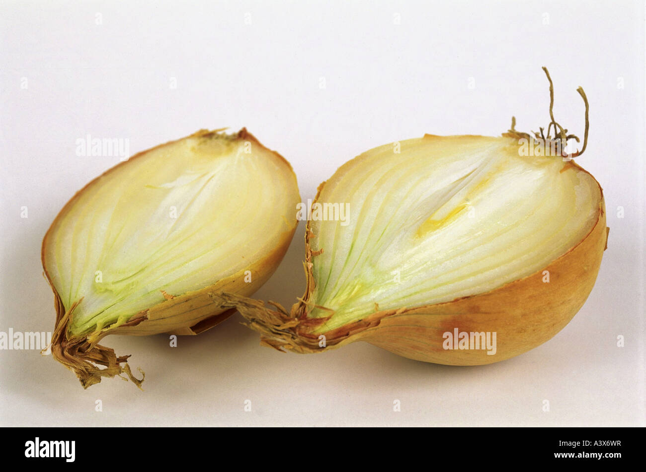 "botany, "Onion" (Allium cepa), onion, sliced, vegetable, vegetables ...