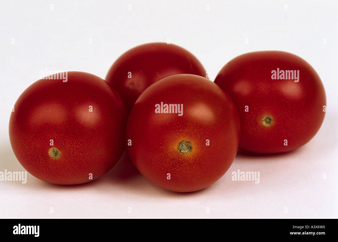 "botany, "tomato" (Solanum lycopersicum), cultivar: cocktail tomato ...