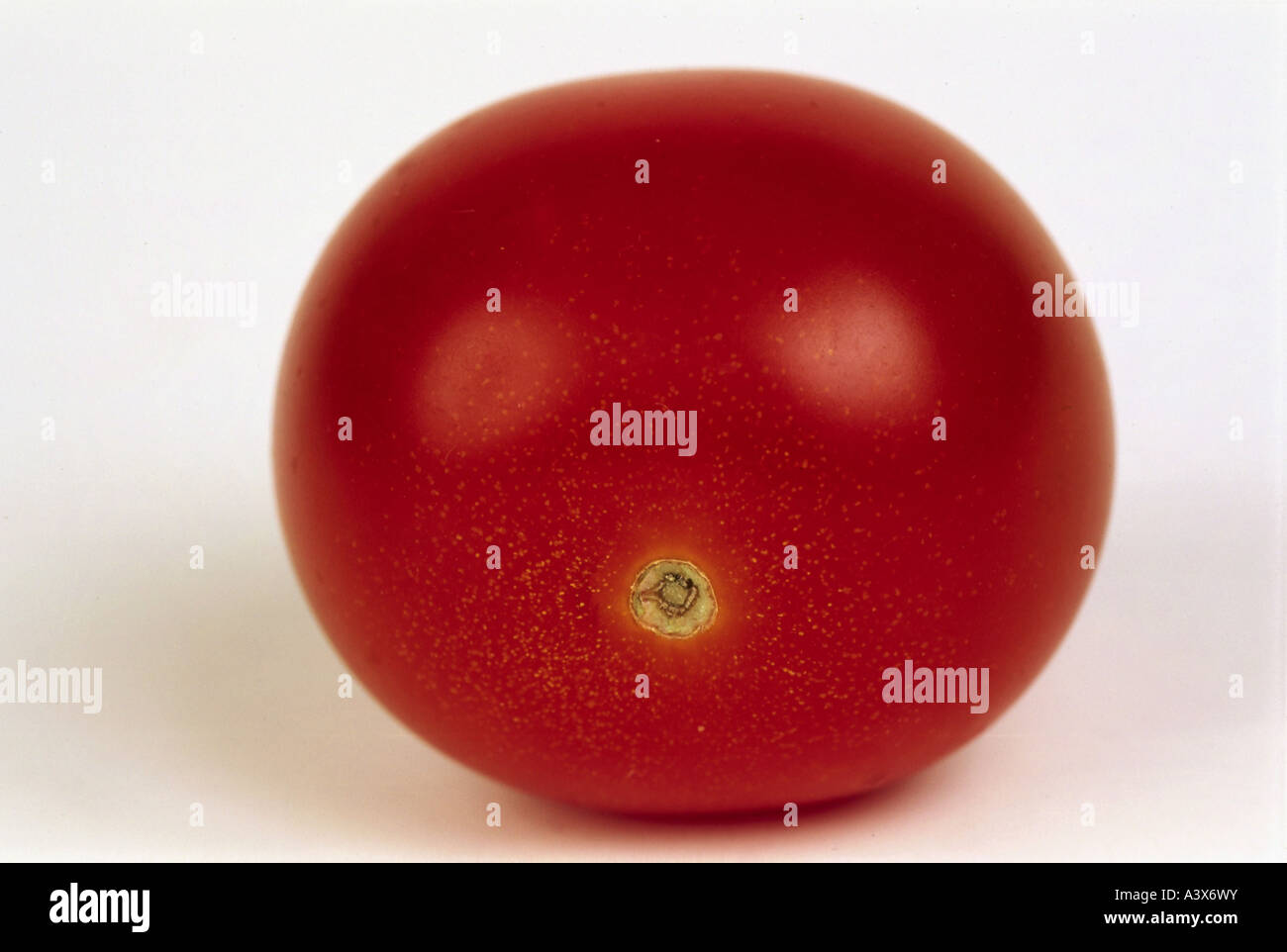 "botany, "tomato" (Solanum lycopersicum), cultivar: cocktail tomato ...
