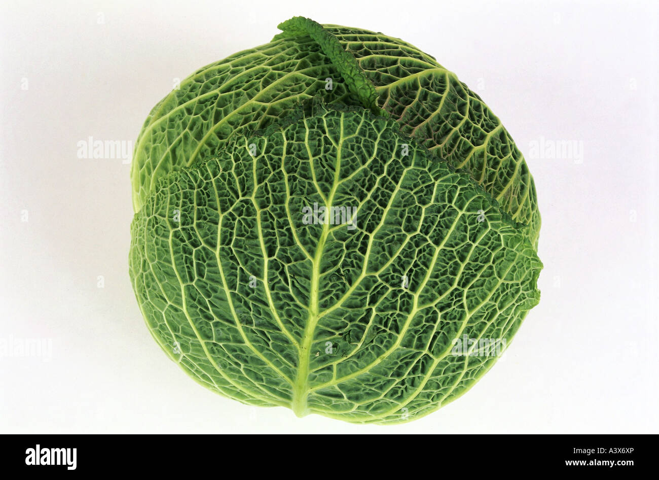 Cabbage brassica oleracea brassicaceae hi-res stock photography and ...