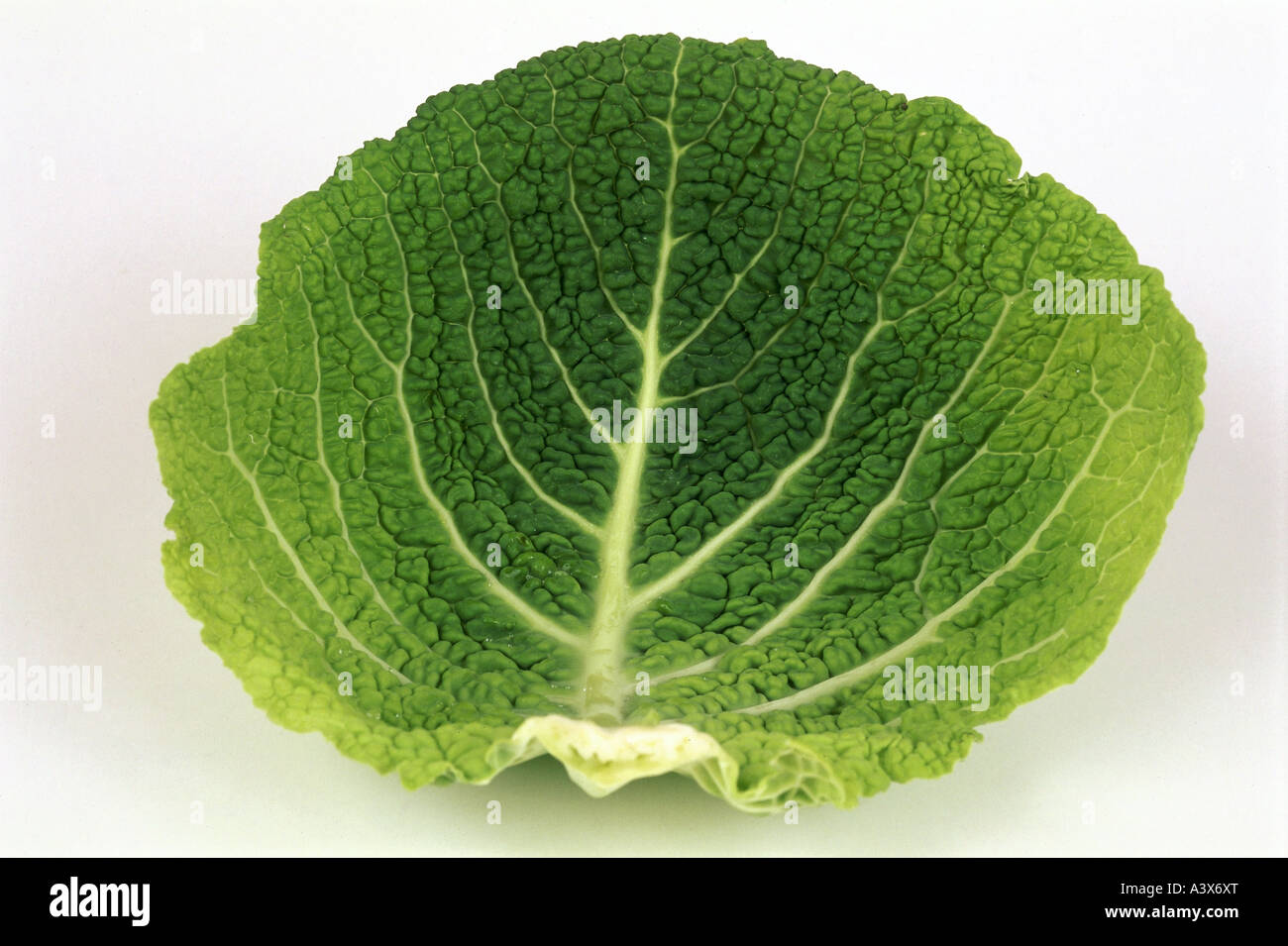 "botany, Brassica, "savoy cabbage" (Brassica oleracea), vegetable ...
