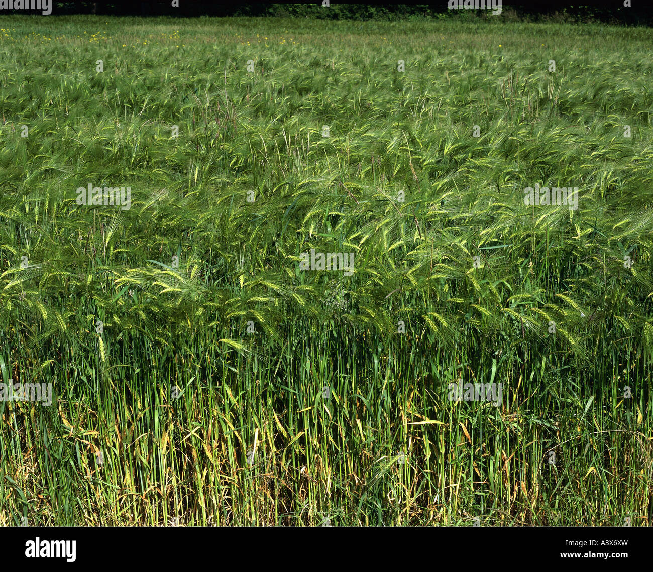 Awn botany hi-res stock photography and images - Alamy