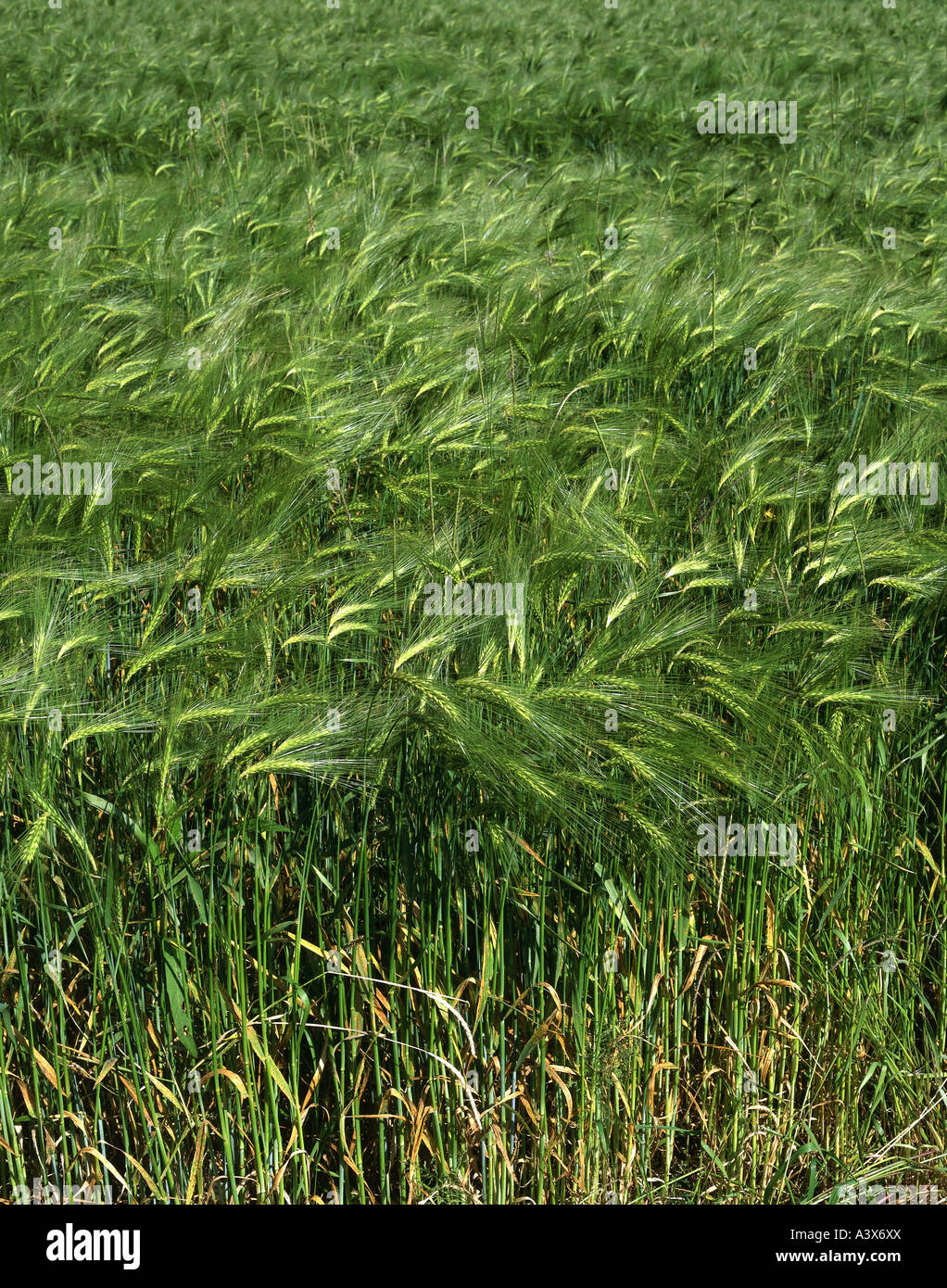 Awn botany hi-res stock photography and images - Alamy