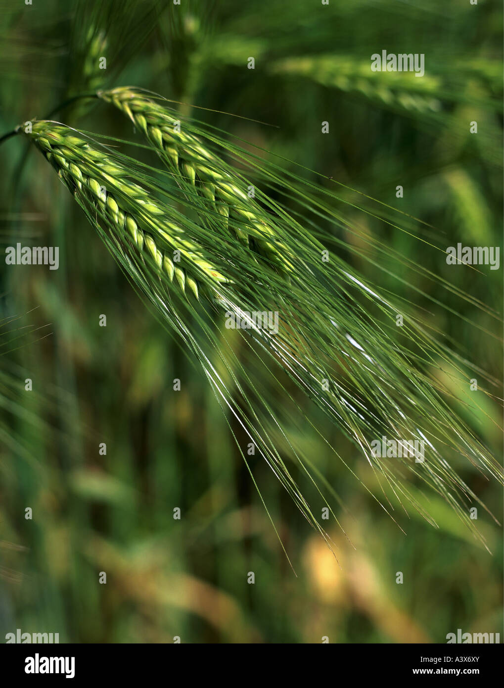 "botany, Hordeum, "Barley" (Hordeum vulgare), two awns, Poaceae, crop ...
