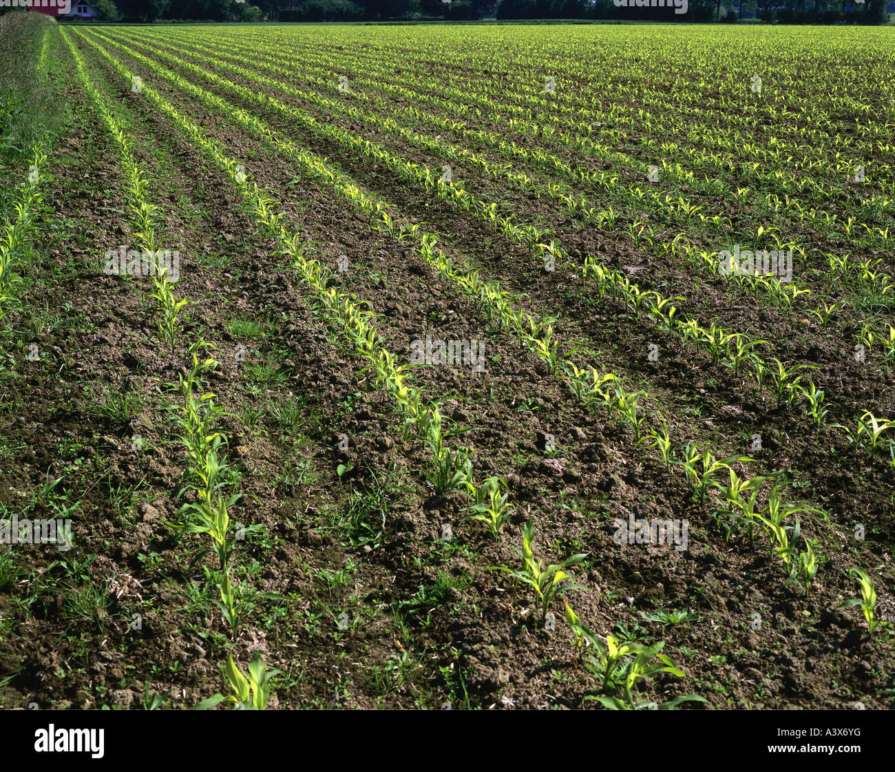 "botany, Zea, "Maize" (Zea mays), subspecies (Zea mays ssp. mays ...